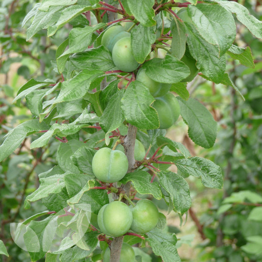 Cambridge Green Gage Fruit Trees - Blackmoor Nurseries