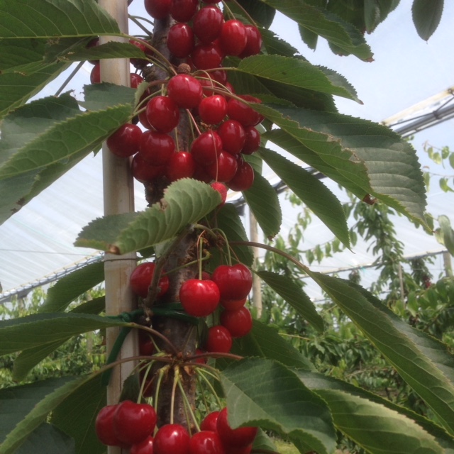 Cherry Sweetheart Colt Trees For Sale - Blackmoor Nurseries