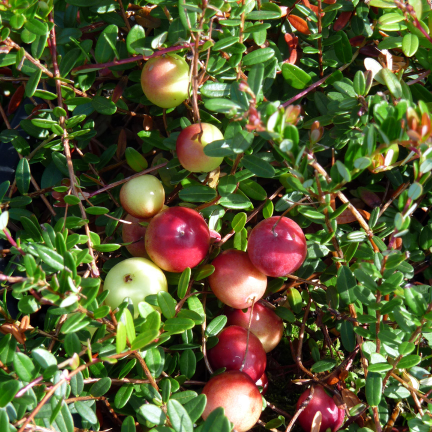 Cranberry Pilgrim Plants For Sale - Blackmoor Nurseries