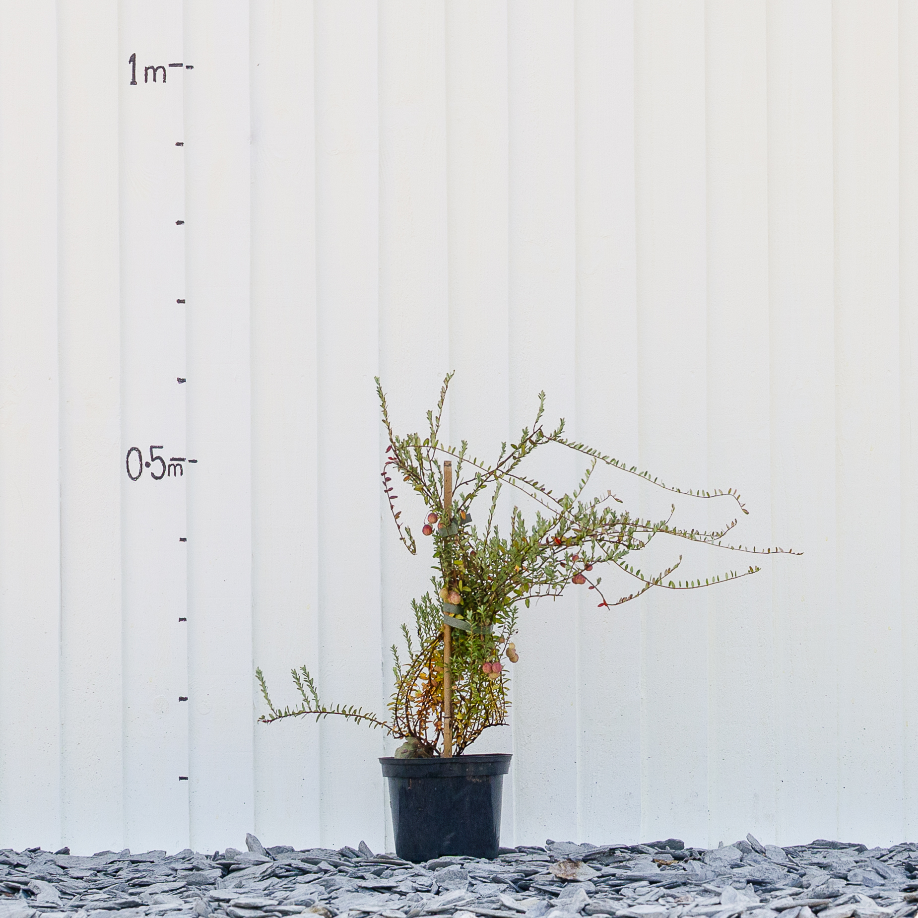 Cranberry Pilgrim Plants For Sale - Blackmoor Nurseries