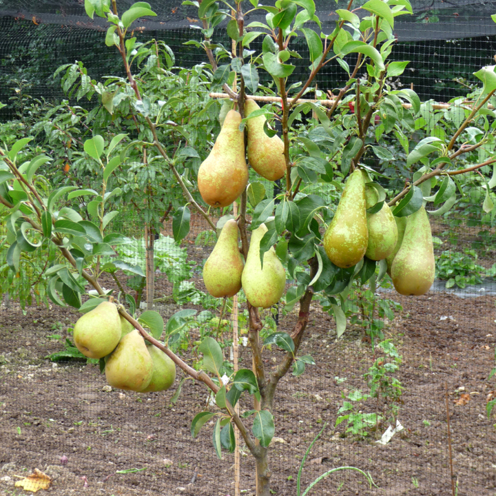 Pear Family Fruit Trees - Blackmoor Nurseries