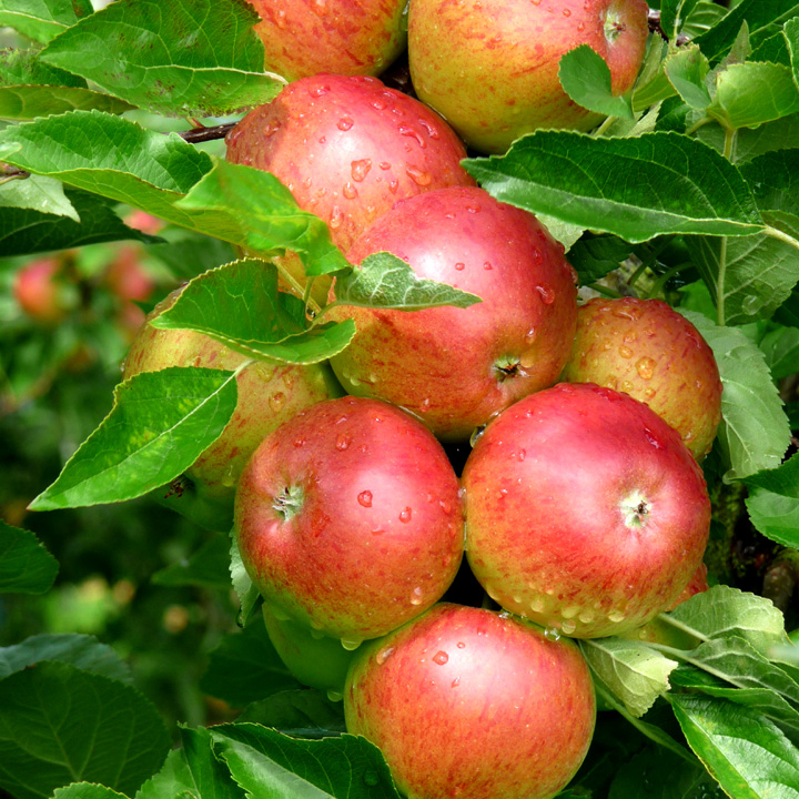 Family Apple Trees For Sale, Buy Online - Blackmoor Nurseries