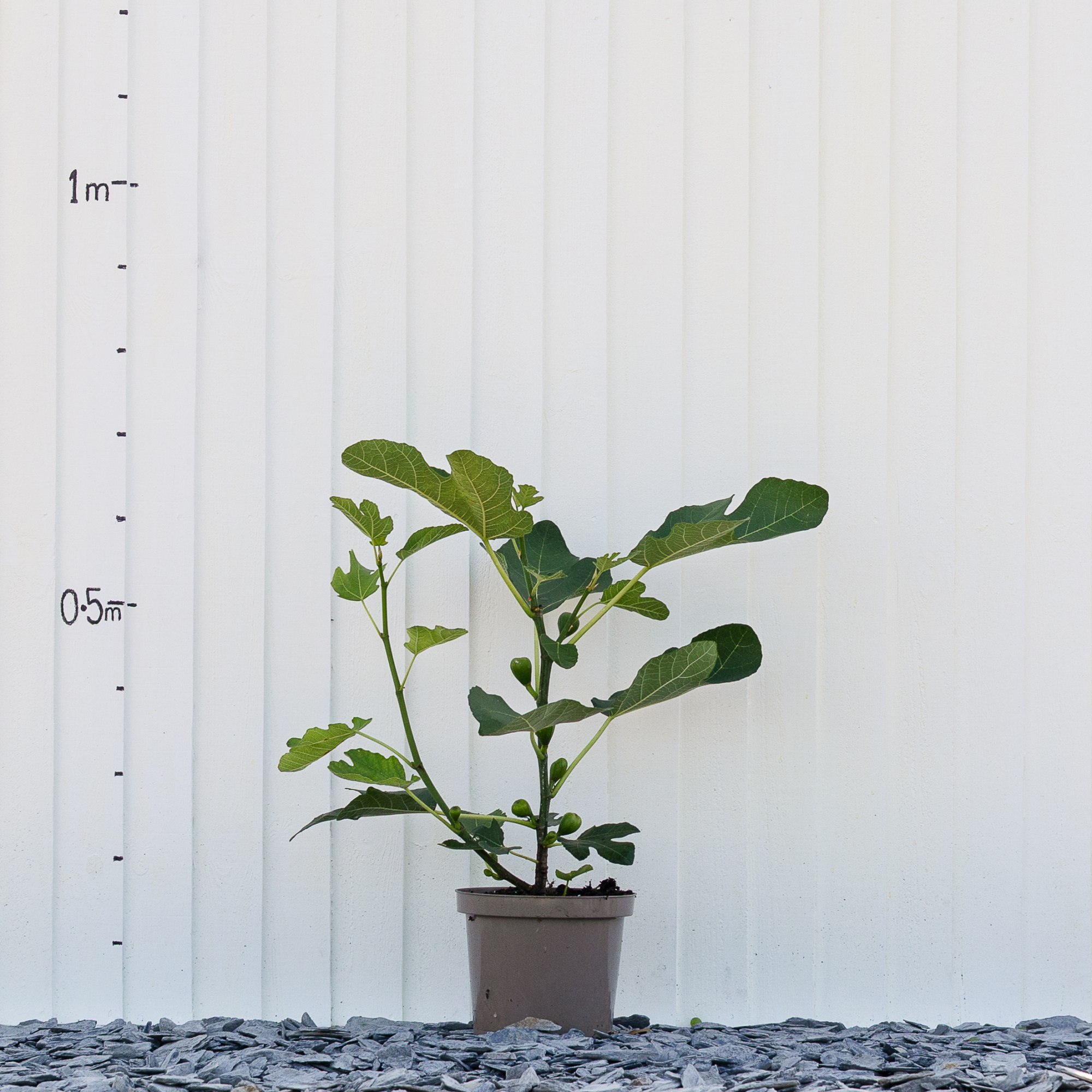 Ficus Brunswick Fig Plants For Sale - Blackmoor Nurseries