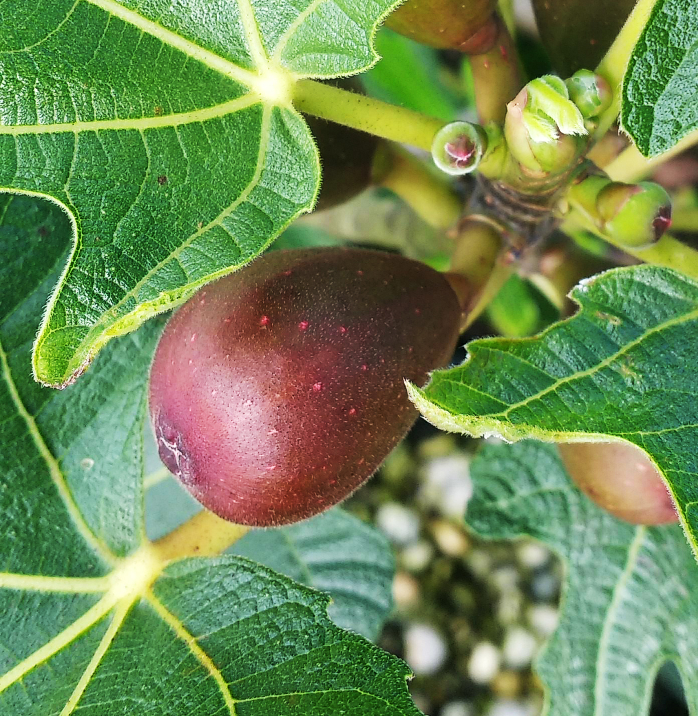 Fig Ficus Little Miss Figgy Plants - Blackmoor Nurseries