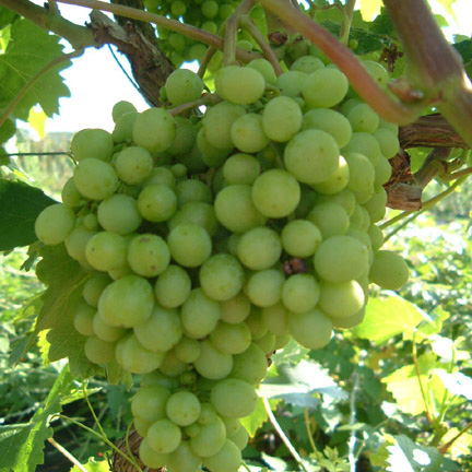 Bianca Grape Vines For Sale Buy Online - Blackmoor Nurseries