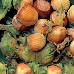 Hazel Nottingham Cobnut - Blackmoor Nurseries