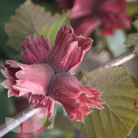 Hazel Red Filbert Trees For Sale - Blackmoor Nurseries