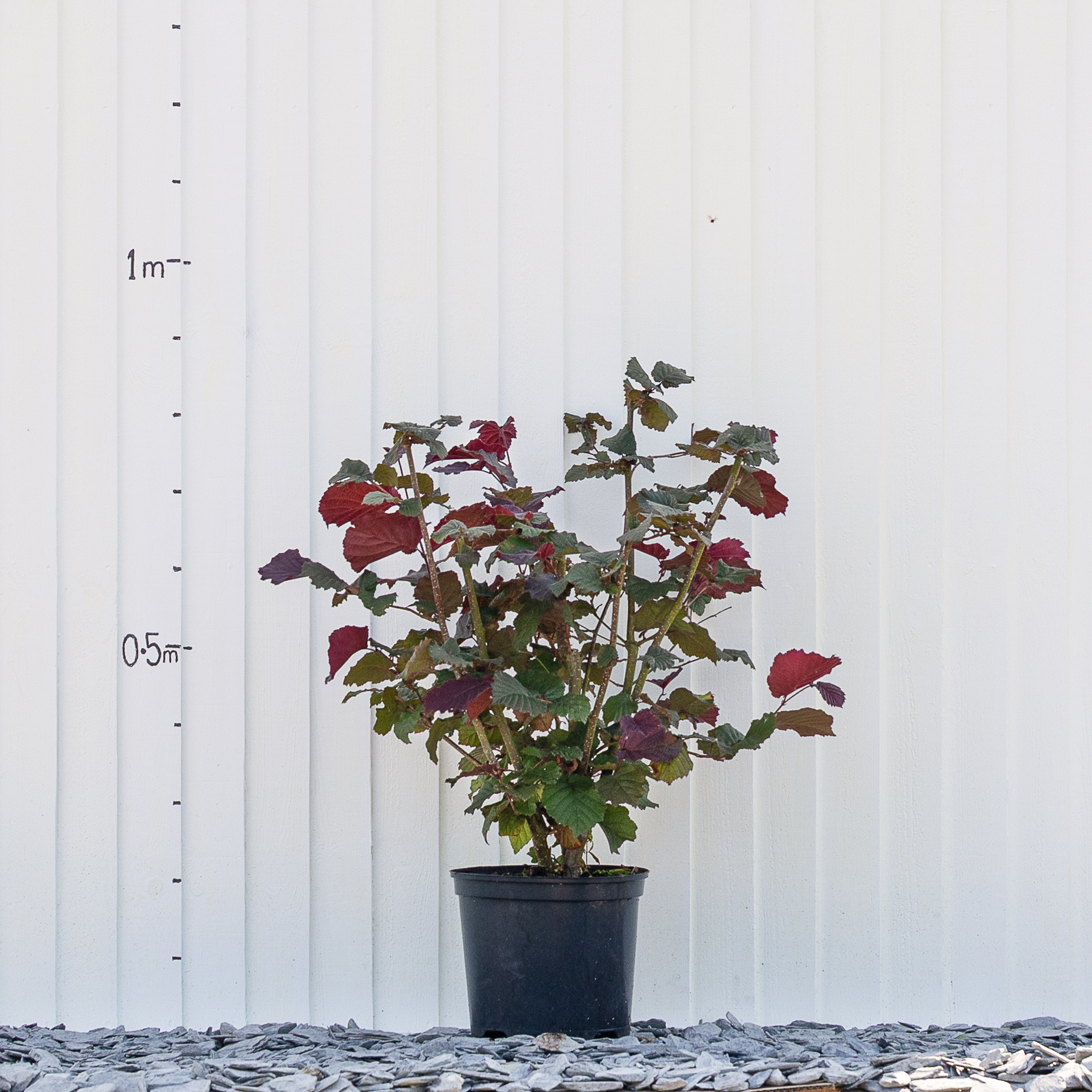 Hazel Red Filbert Trees For Sale - Blackmoor Nurseries
