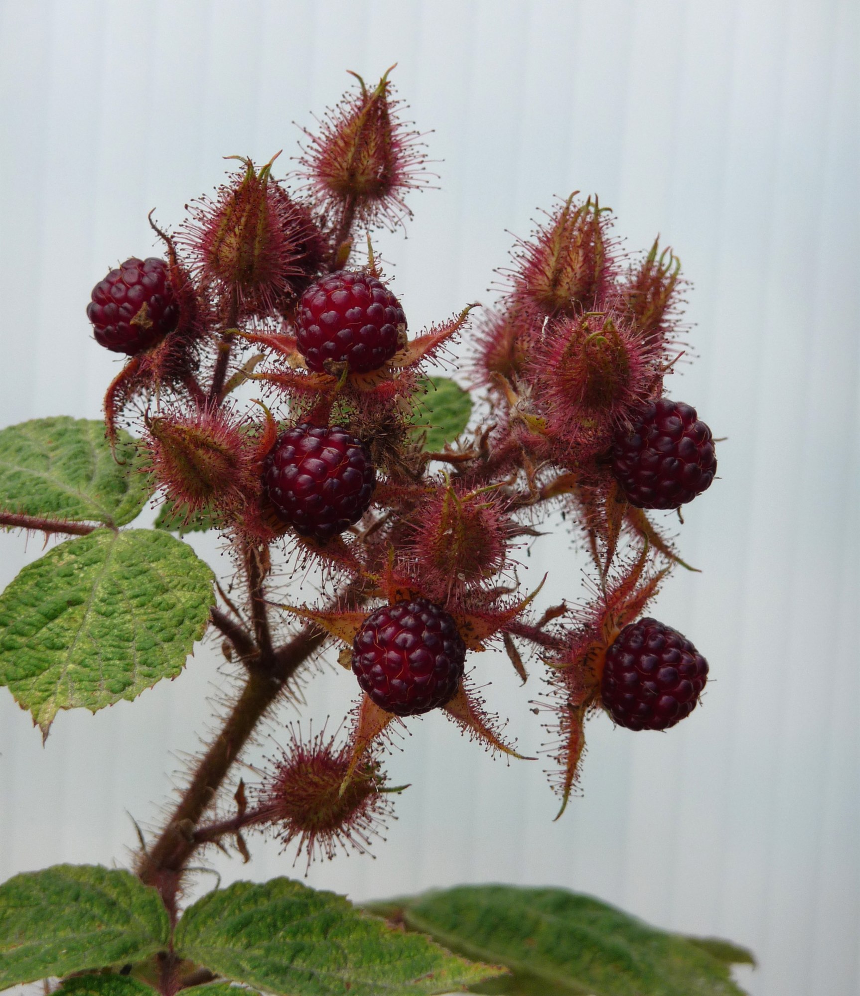 Japanese Wineberry Plants For Sale - Blackmoor Nurseries