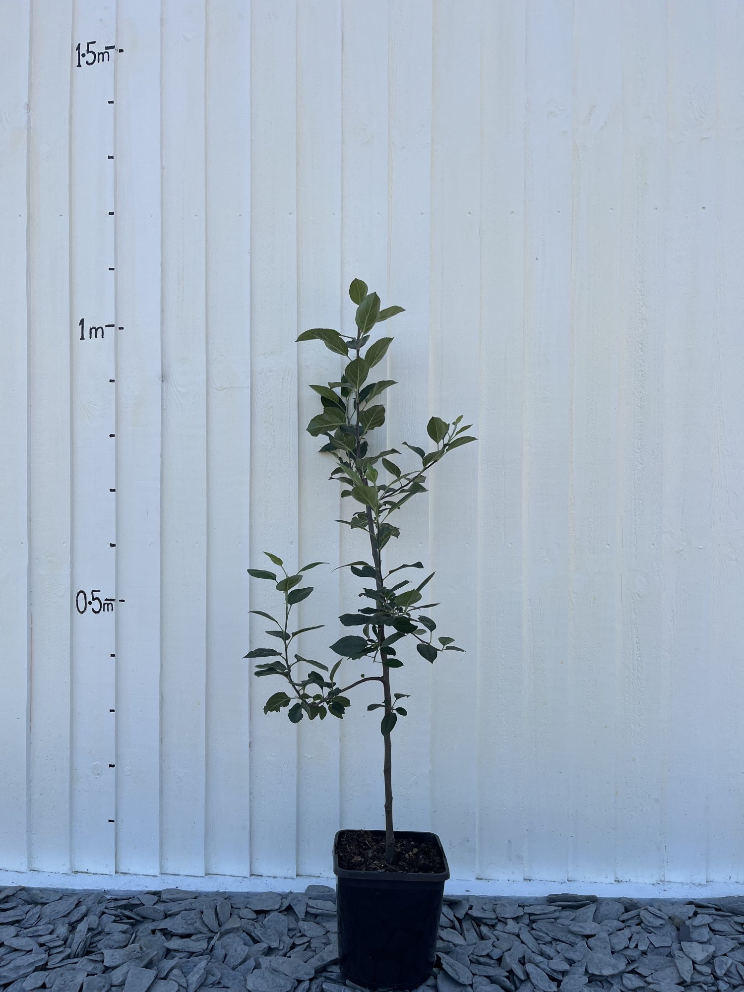 M26 Semi Dwarf Rootstock For Grafting - Blackmoor Nurseries