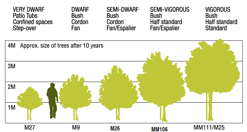 M27 Rootstock For Grafting Or Budding - Blackmoor Nurseries