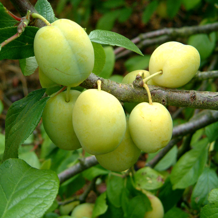 Oullins Golden Gage Trees For Sale - Blackmoor Nurseries