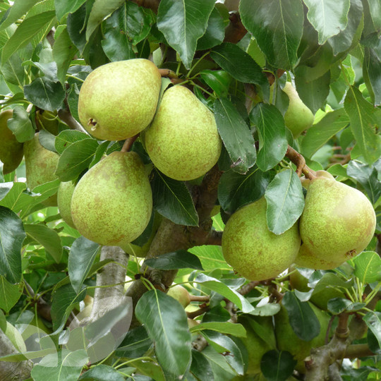 Pear Beth Fruit Trees - Blackmoor Nurseries