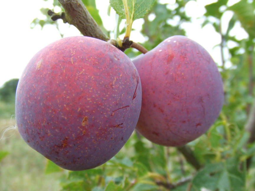 Prunus Plum Avalon Trees For Sale - Blackmoor Nurseries