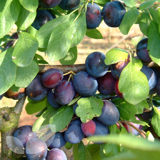 Prunus Plum Czar Fruit Trees For Sale - Blackmoor Nurseries