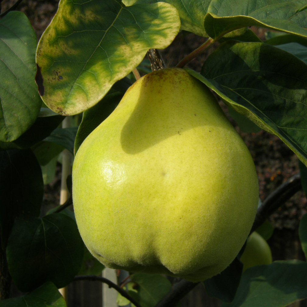 Quince Vranja Fruit Trees For Sale - Blackmoor Nurseries