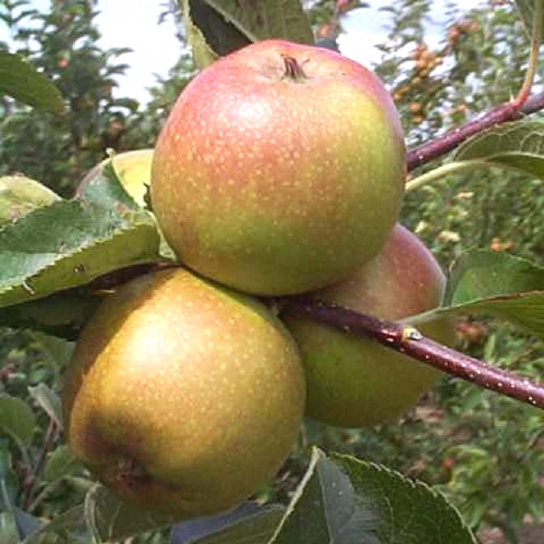 Apple Ashmeads Kernel Fruit Trees - Blackmoor Nurseries