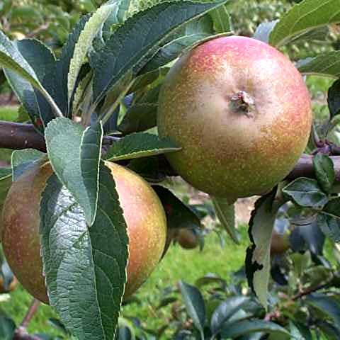 Apple Brownlees Russet - Blackmoor Nurseries
