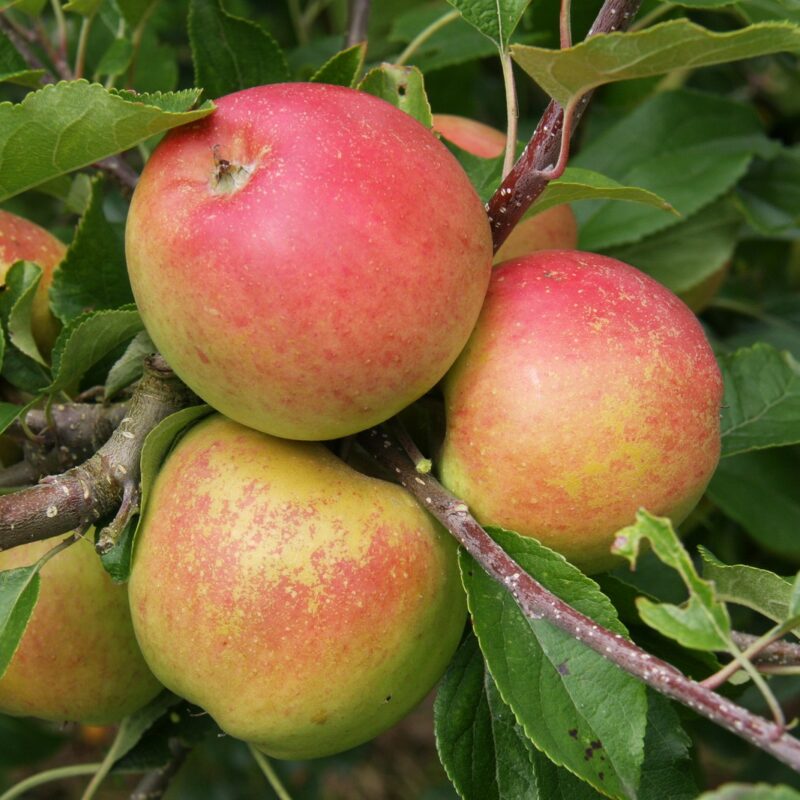 Apple Christmas Pippin Trees For Sale - Blackmoor Nurseries
