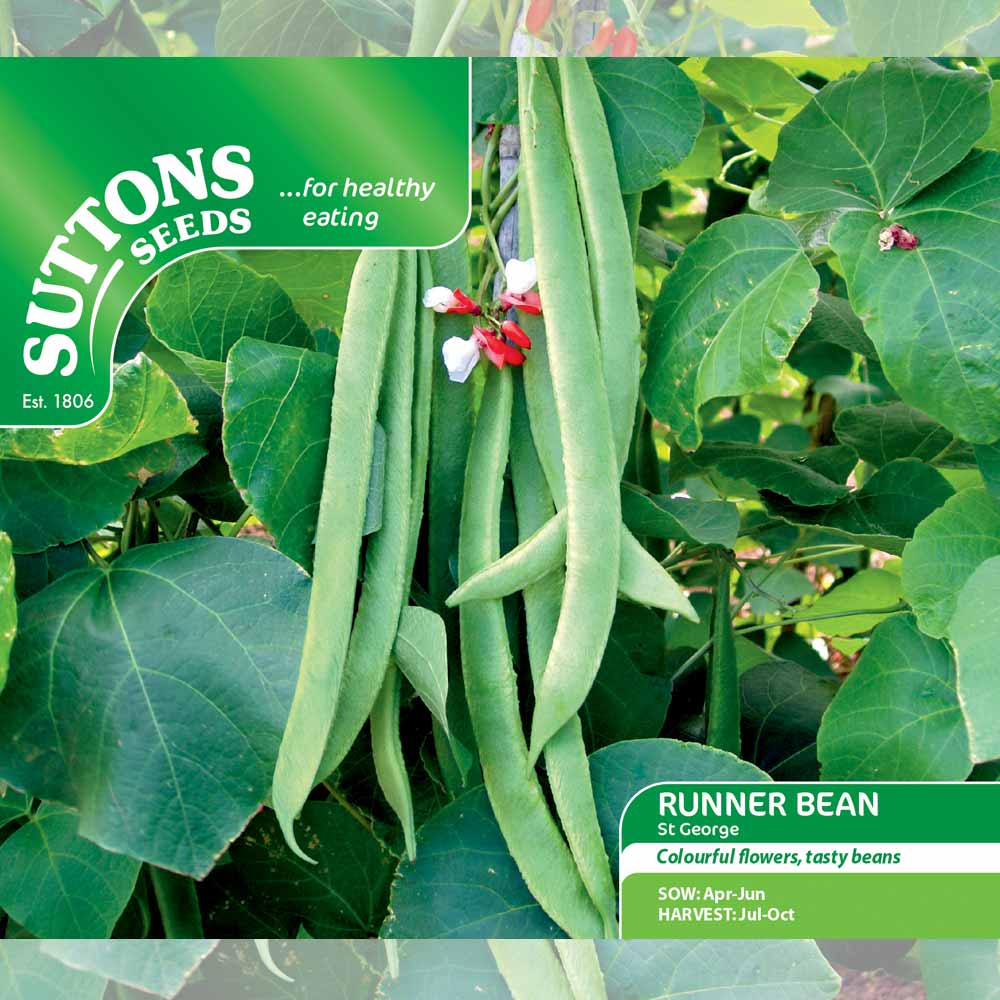 Seeds - Runner Bean St George For Sale - Blackmoor Nurseries