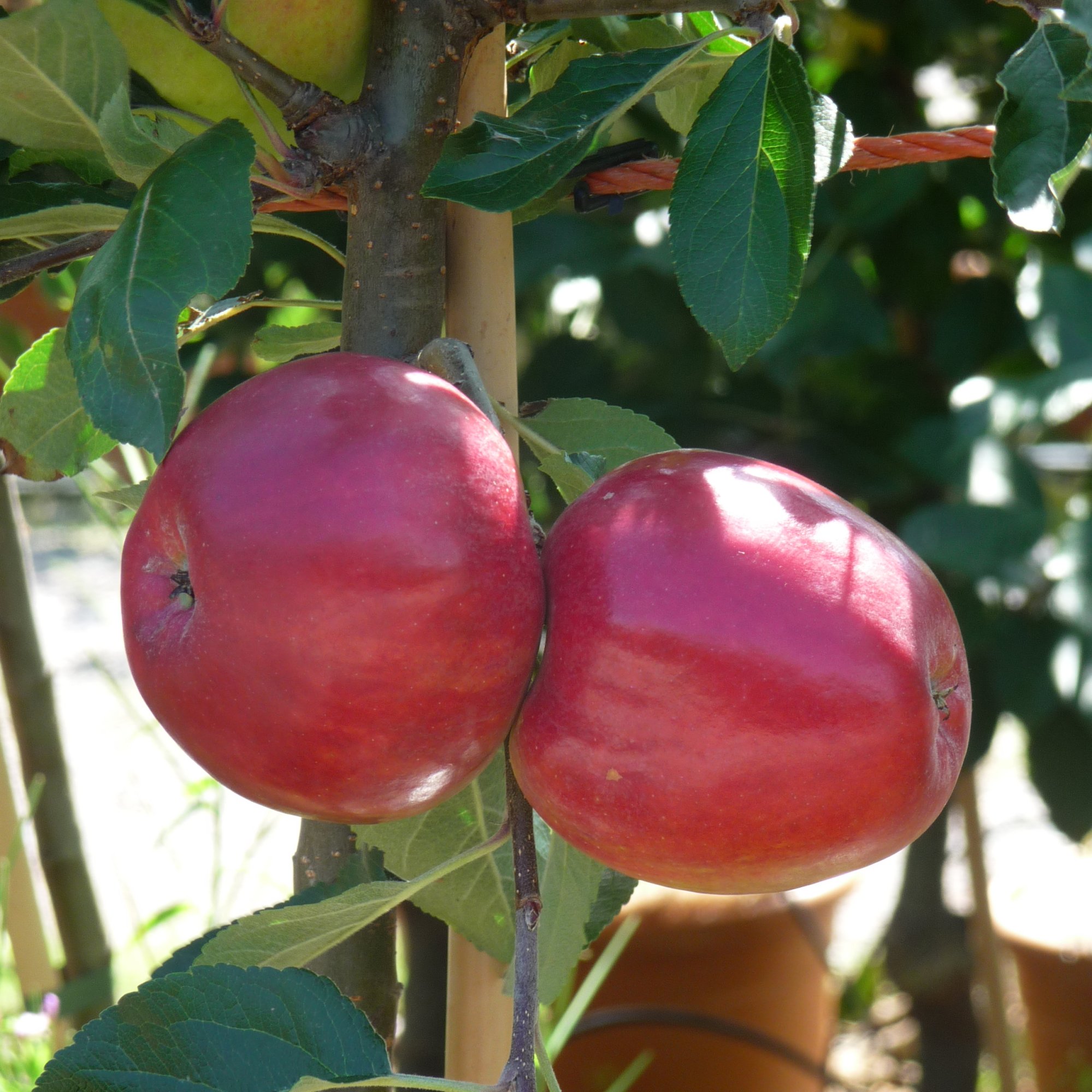Apple Katy Fruit Trees - Blackmoor Nurseries