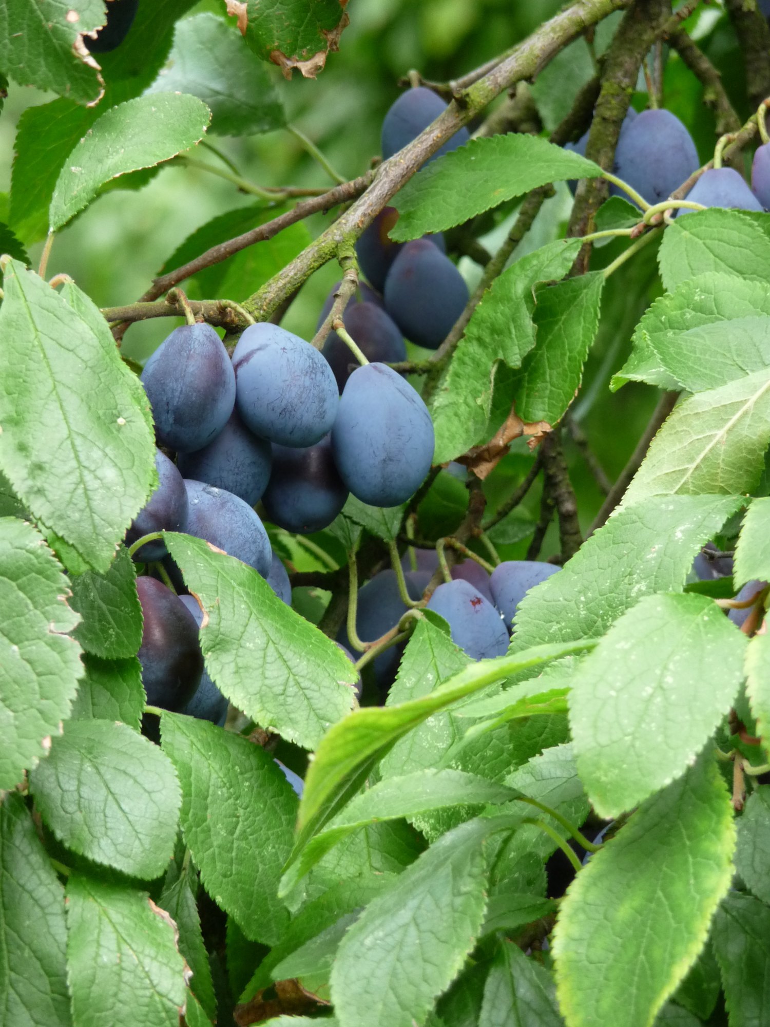 Shropshire Damson Fruit Trees For Sale - Blackmoor Nurseries