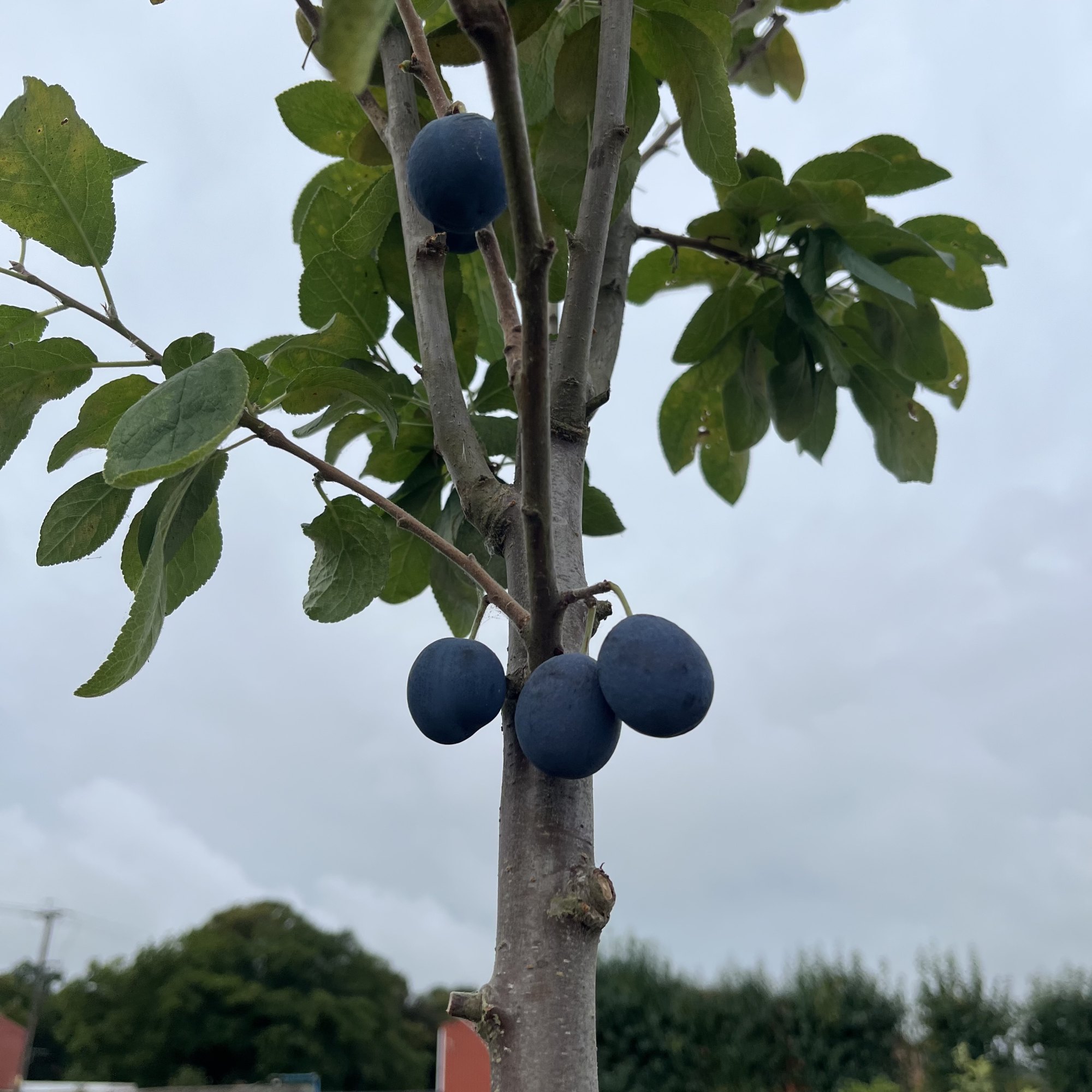 Shropshire Damson Fruit Trees For Sale - Blackmoor Nurseries