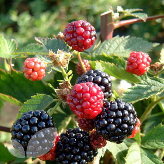 Sunberry Plants For Sale Online - Blackmoor Nurseries