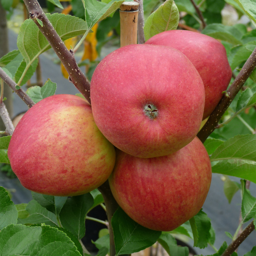 Apple Pinova Fruit Trees For Sale - Blackmoor Nurseries