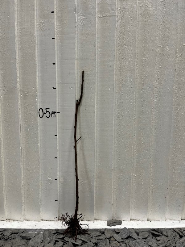 Colt Rootstock For Grafting For Sale - Blackmoor Nurseries