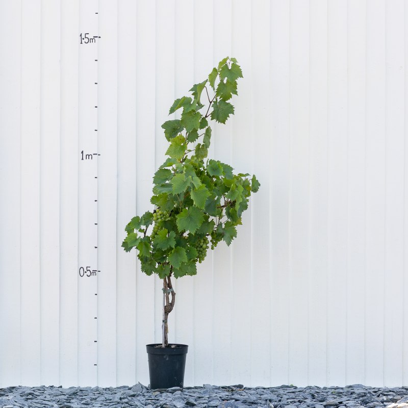 Bianca Grape Vines For Sale Buy Online - Blackmoor Nurseries